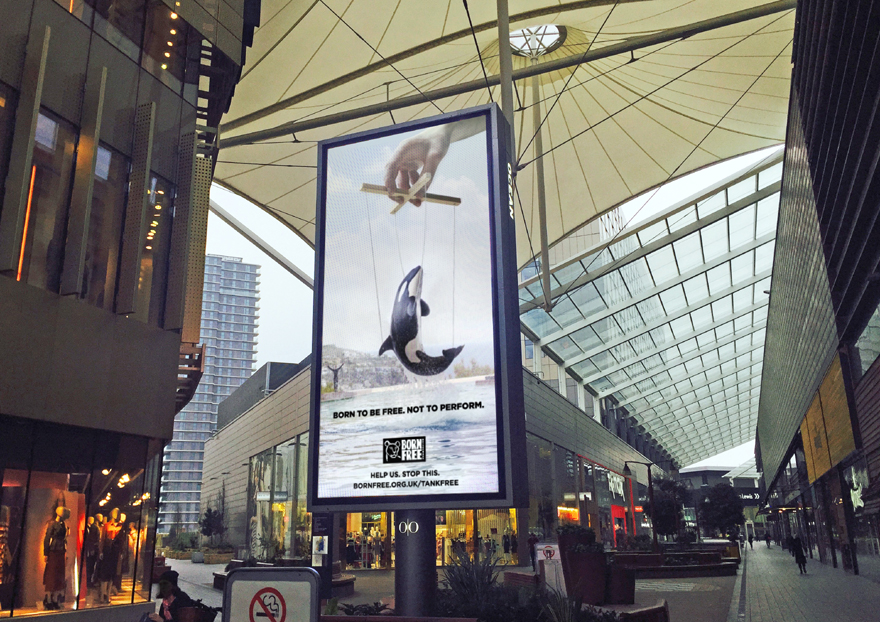 Horton-Stephens - George Logan - Orca Born Free Foundation